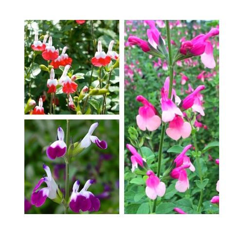 TRIO de Sauges - Vente en ligne de plants de TRIO de Sauges pas cher ...
