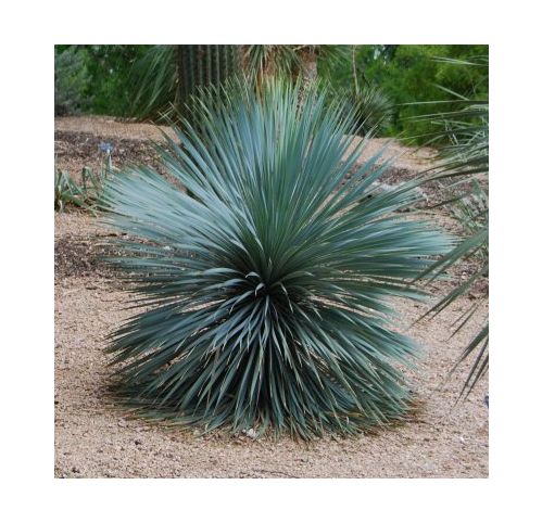 Yucca Sapphire Skies ® - Vente en ligne de plants de Yucca Sapphire ...