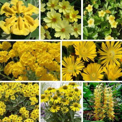 Fleurs Jaunes Vivaces T