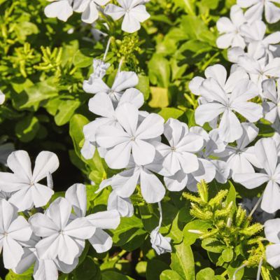 Plumbago du Cap/dentelaire Blanc - Vente en ligne de plants de Plumbago ...