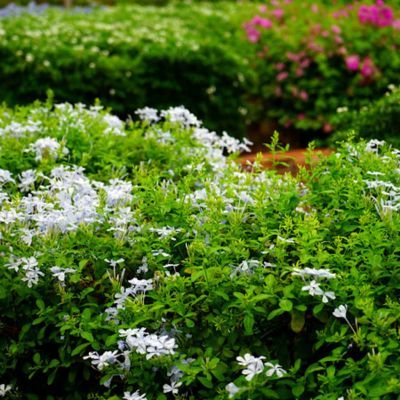 Plumbago du Cap/dentelaire Blanc - Vente en ligne de plants de Plumbago ...