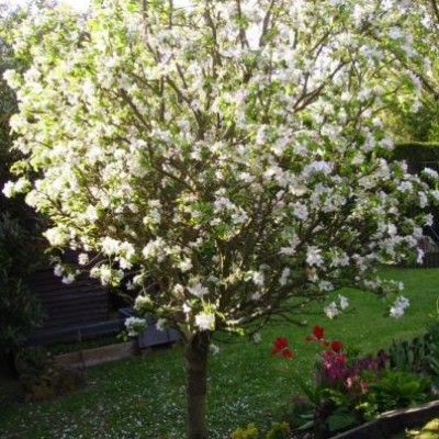 Pommier Starking Delicious - Vente en ligne de plants de Pommier ...