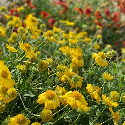 Gaillarde Sun Buddies Gold ® - Vente en ligne de plants de Gaillarde ...