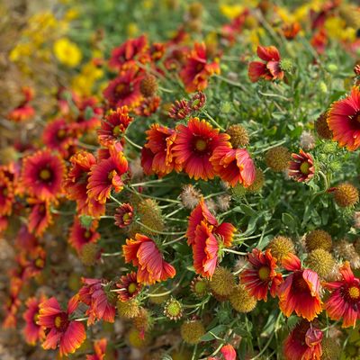 Gaillarde Sun Buddies Red ® - Vente en ligne de plants de Gaillarde Sun ...