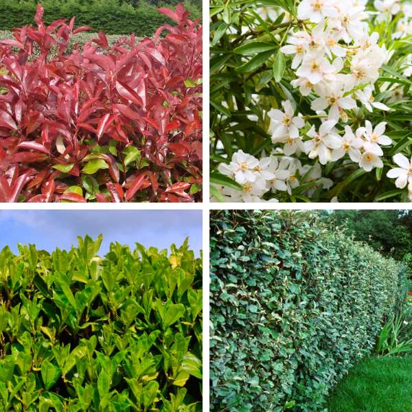 Kit 4 variétés en TURBOPLANTS haie persistante et fleurie - Vente en ...