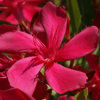 TRIO Lauriers Roses - Vente en ligne de plants de TRIO Lauriers Roses ...