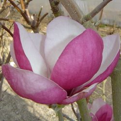 Magnolia 'Rustica Rubra' - Vente en ligne de plants de Magnolia ...