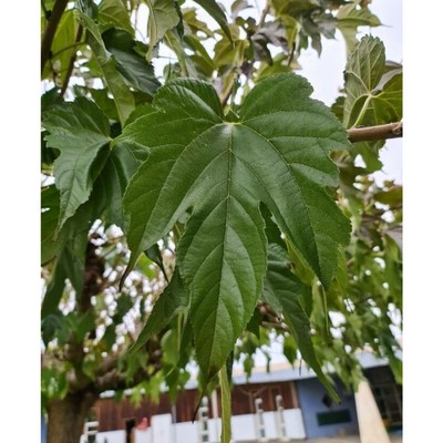 Murier Platane - Vente en ligne de plants de Murier Platane pas cher ...