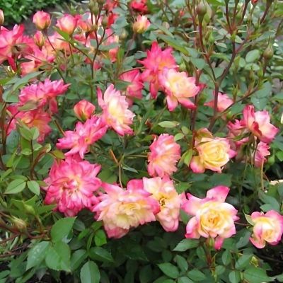 Rosier miniature Tricolor - Vente en ligne de plants de Rosier ...