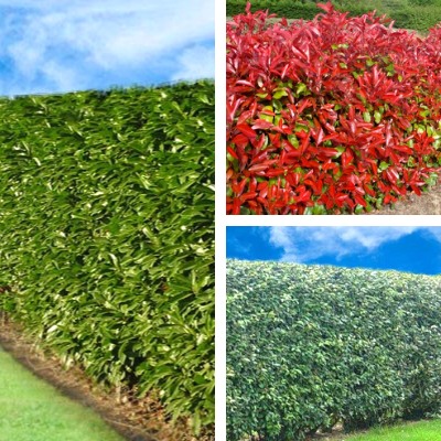 TRIO Haie persistante et colorée - Vente en ligne de plants de TRIO ...