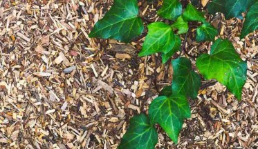 Le paillage : Pourquoi ? Comment ? - Apprendre à jardiner | Leaderplant