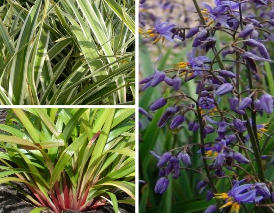 Dianellas - Vente de dianellas et de plantes graminées | Leaderplant