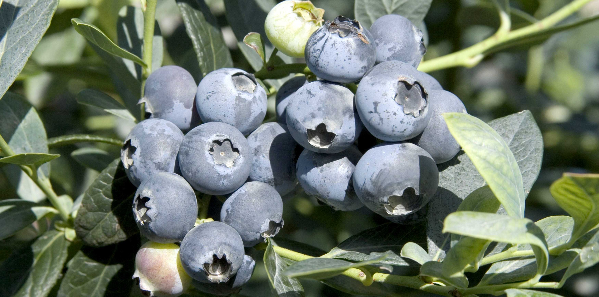 Myrtilles et cranberry - Arbres à petits fruits - Vente myrtilliers et ...