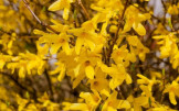 Arbres et Arbustes - Vente en Ligne d'arbres et arbustes pas chers ...