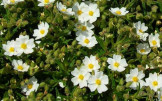Arbres et Arbustes - Vente en Ligne d'arbres et arbustes pas chers ...