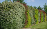 Kits plantes pour haies - Vente kit Haies & Massifs | Leaderplant ...