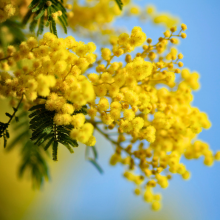 Le mimosa, un petit arbre qui sent bon le Sud ! - Arbustes : Plantation ...