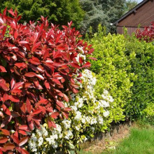 Les Acariens, description, lutte, prévention | Leaderplant - Soigner ...