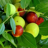 Le Jujubier et ses Jujubes - Fruitier Original et Délicieux ...