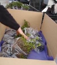 Livraison Leaderplant - Comment est livrée ma commande de plantes