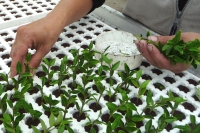 Pépinière à Nantes, Loire Atlantique - Pépiniériste 44 - Leaderplant